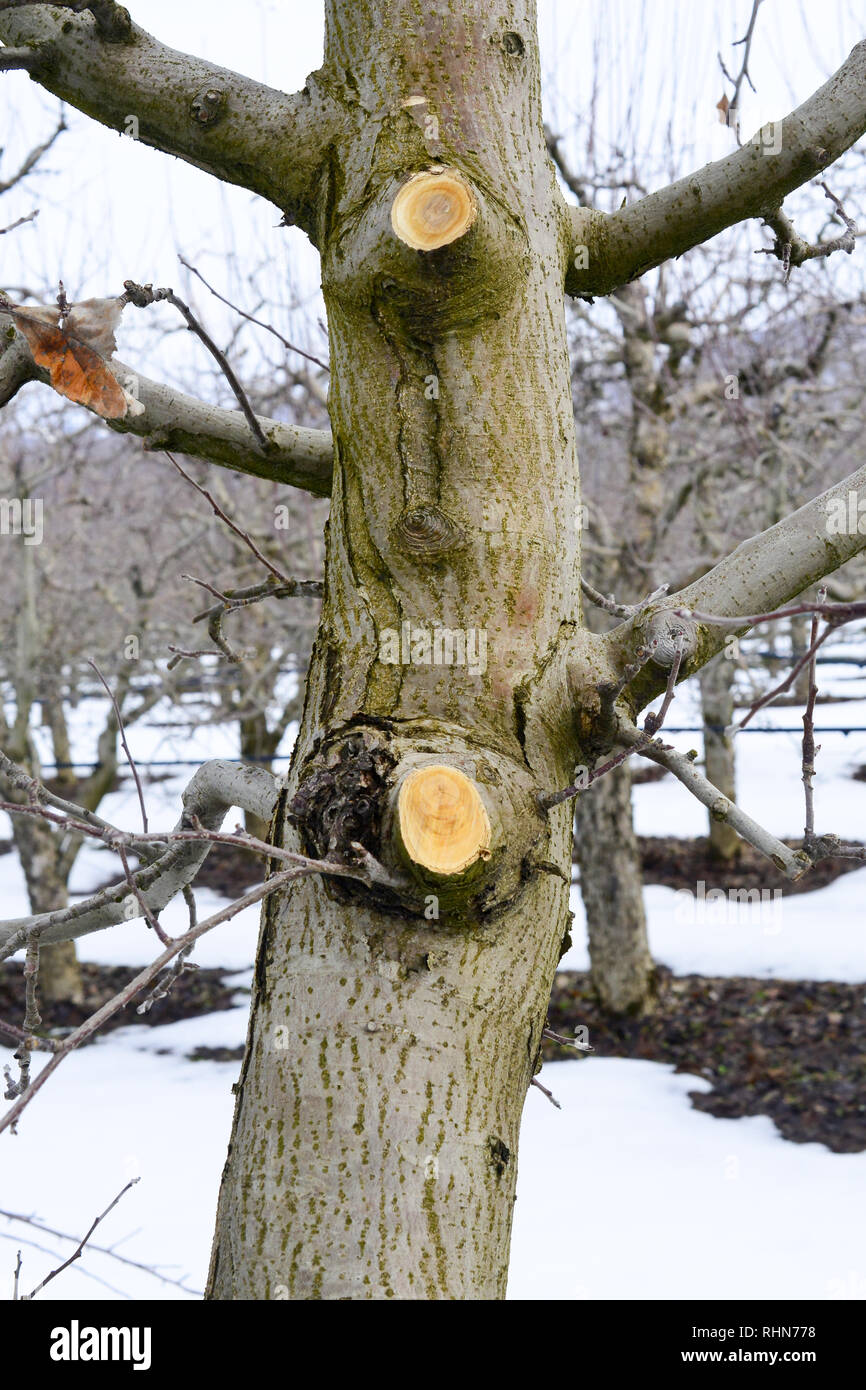 pruned apple tree in winter, february, image Stock Photo - Alamy