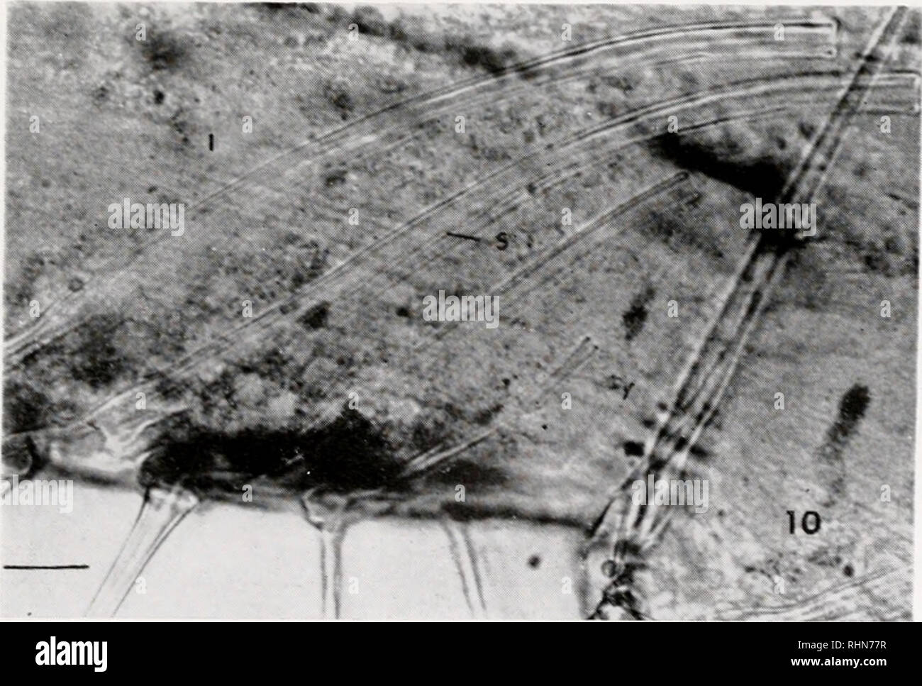 . The Biological bulletin. Biology; Zoology; Biology; Marine Biology ...