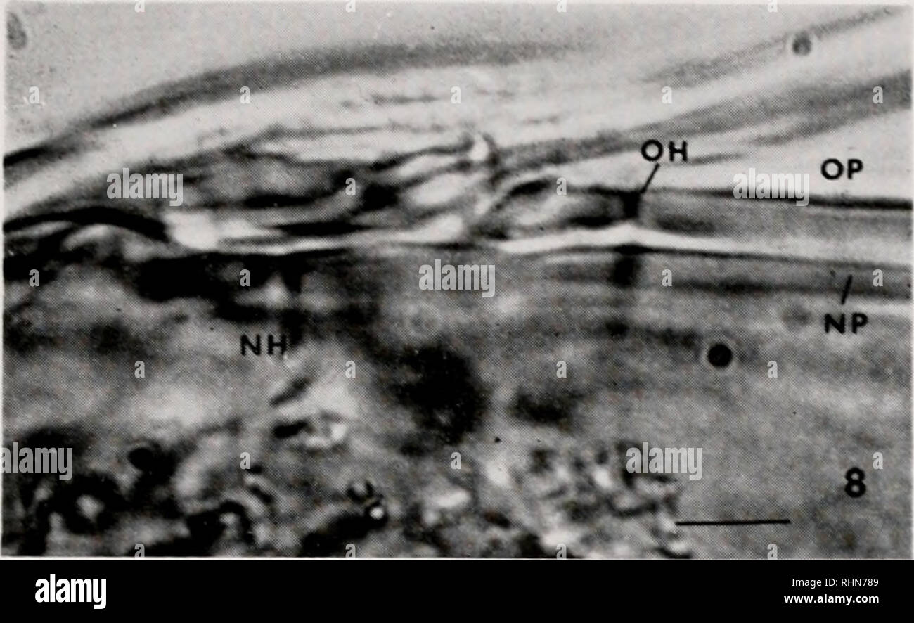 Balanus amphitrite hi-res stock photography and images - Alamy