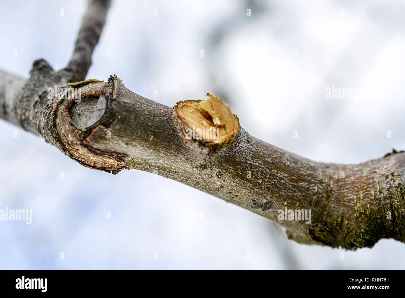Pruned apple tree hi-res stock photography and images - Alamy