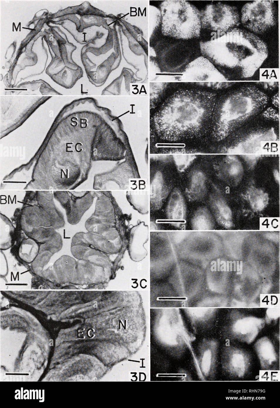 . The Biological bulletin. Biology; Zoology; Biology; Marine Biology ...