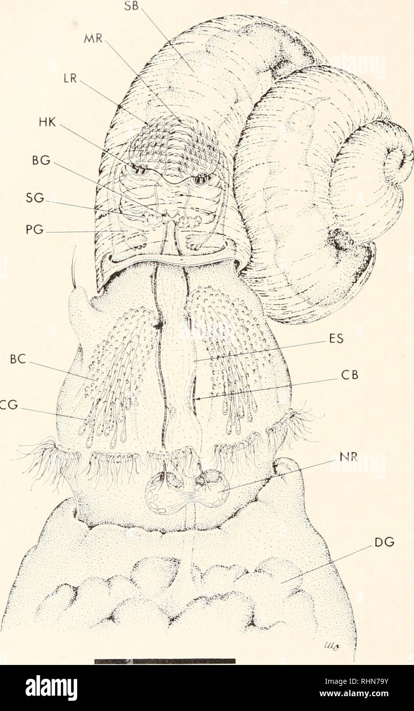 . The Biological bulletin. Biology; Zoology; Biology; Marine Biology ...