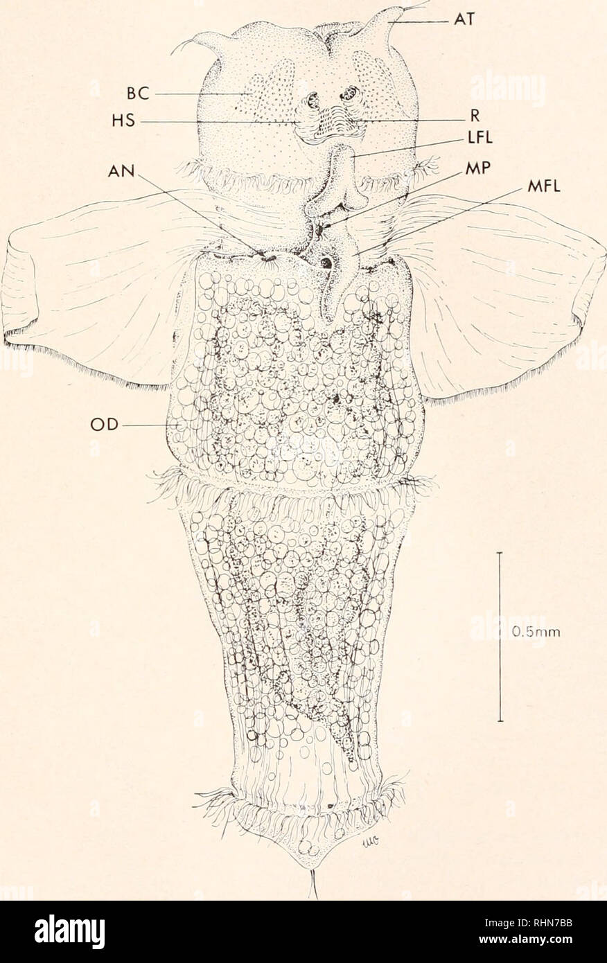 . The Biological bulletin. Biology; Zoology; Biology; Marine Biology ...