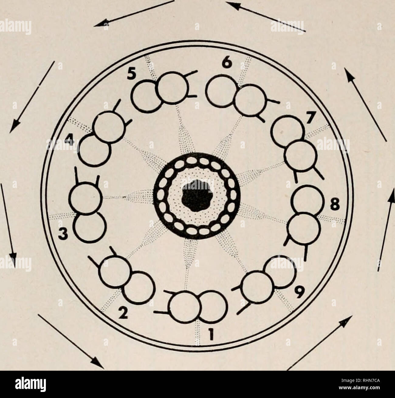 Axoneme hi-res stock photography and images - Alamy