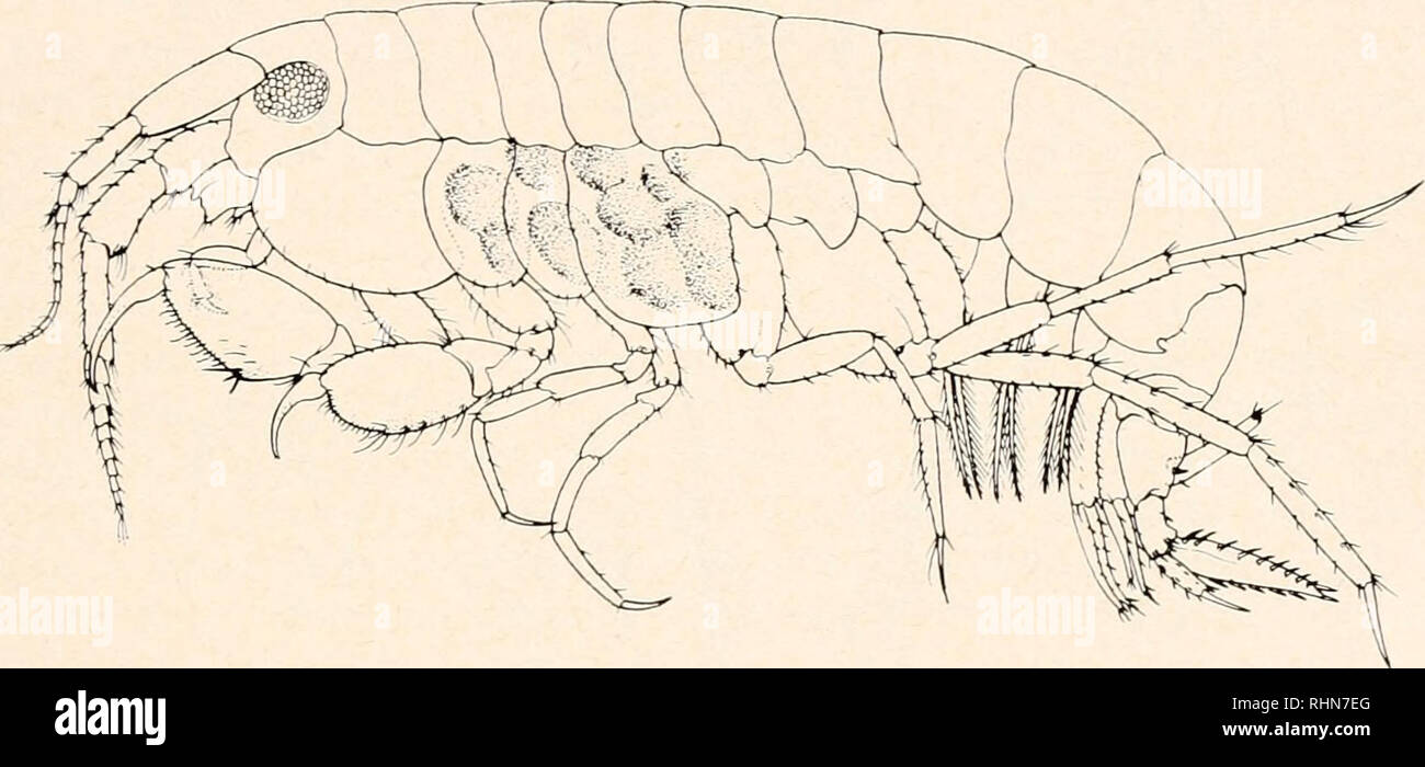 Large amphipod hi-res stock photography and images - Alamy