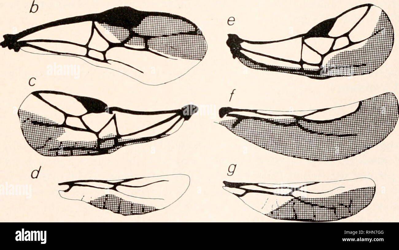 Wing disc cells hi-res stock photography and images - Alamy