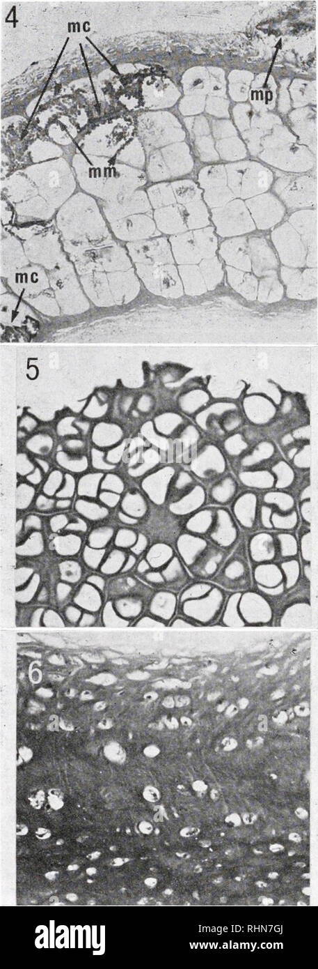 . The Biological bulletin. Biology; Zoology; Biology; Marine Biology ...