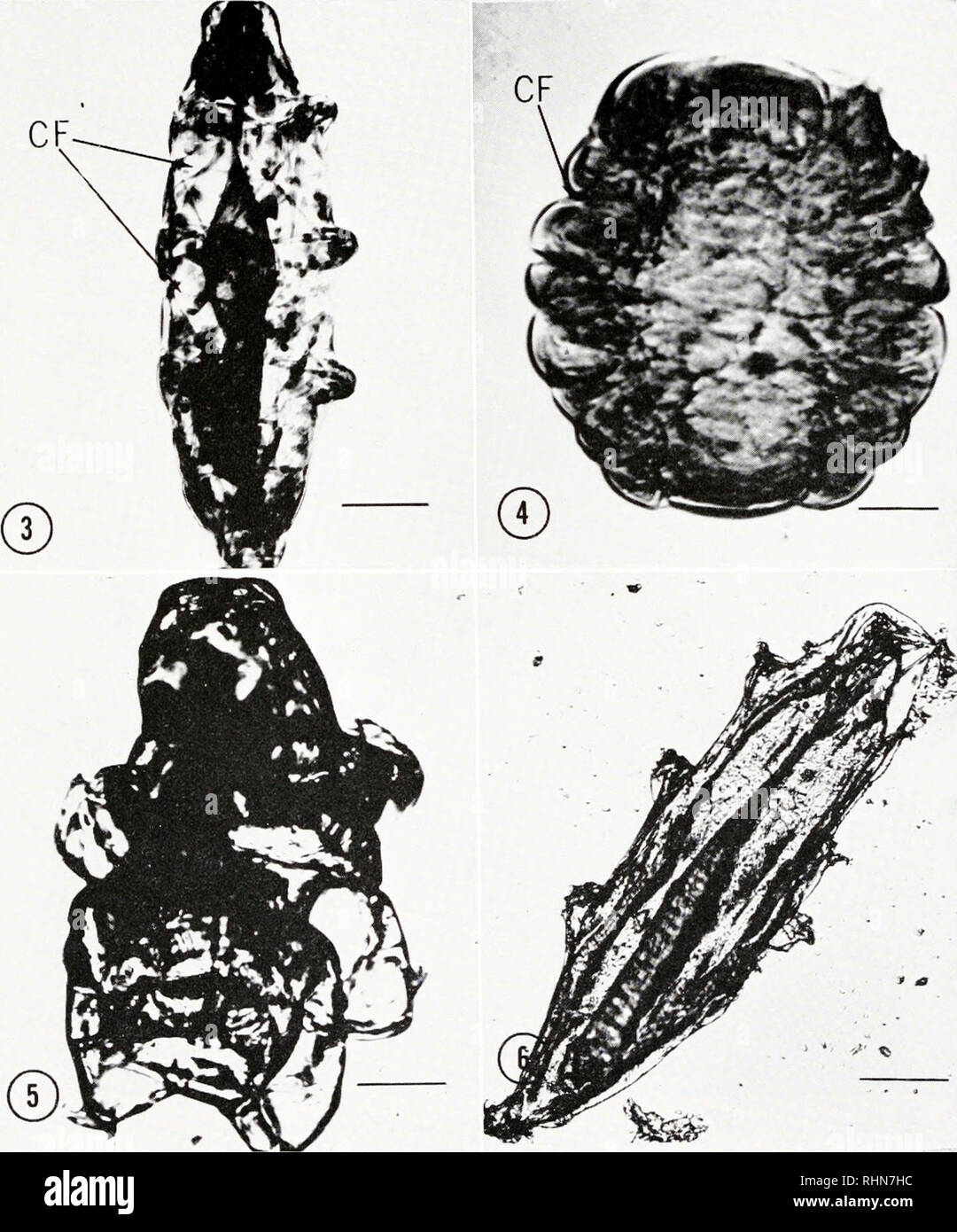 Tardigrade tun hi-res stock photography and images - Alamy