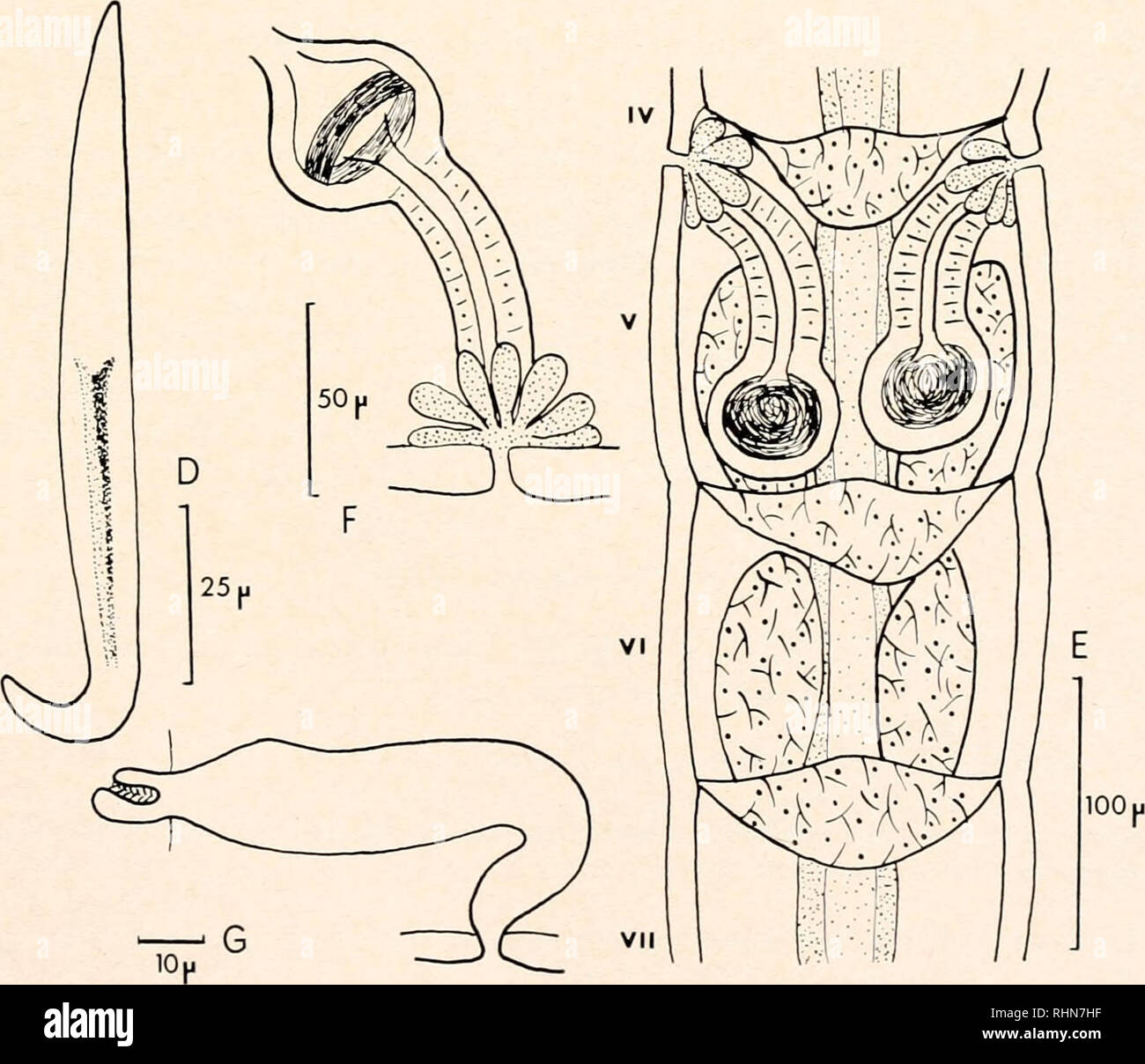 Nephridium Stock Photos & Nephridium Stock Images - Alamy