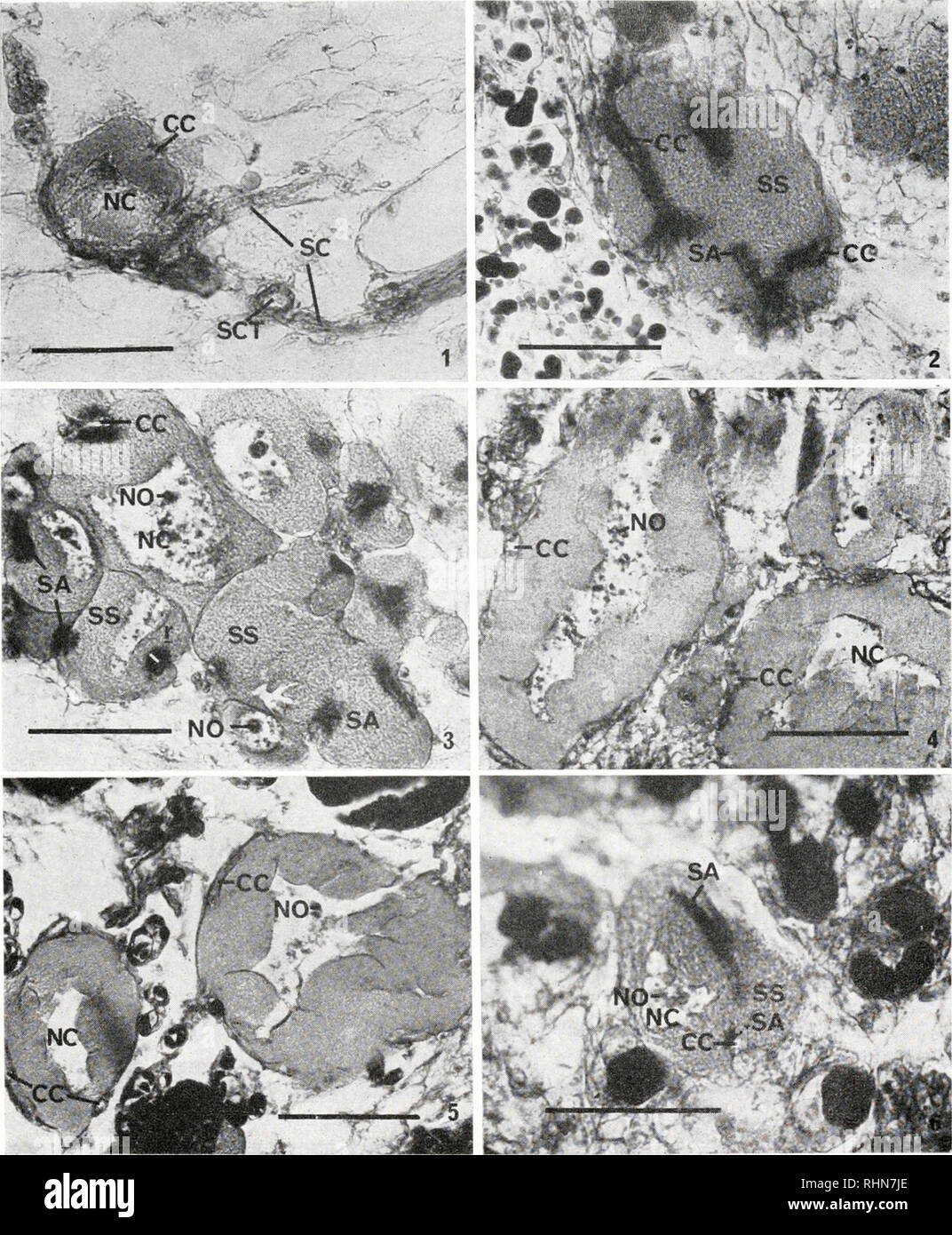 . The Biological bulletin. Biology; Zoology; Biology; Marine Biology ...