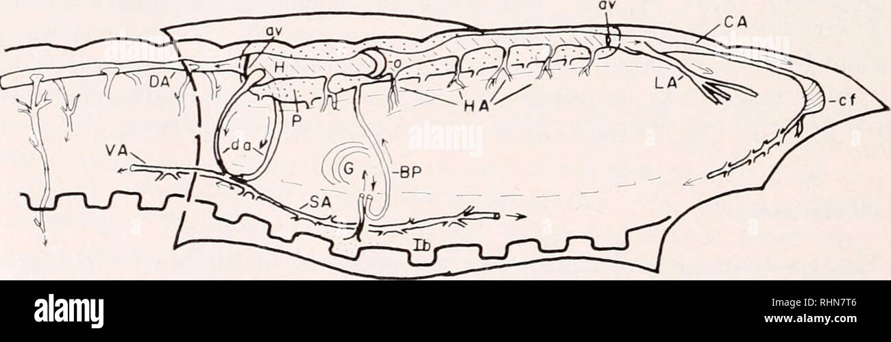 . The Biological bulletin. Biology; Zoology; Biology; Marine Biology ...
