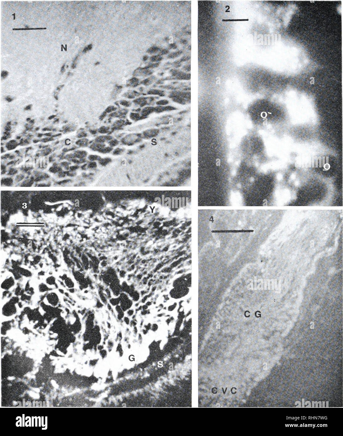 Thin section photomicrograph hi-res stock photography and images - Alamy