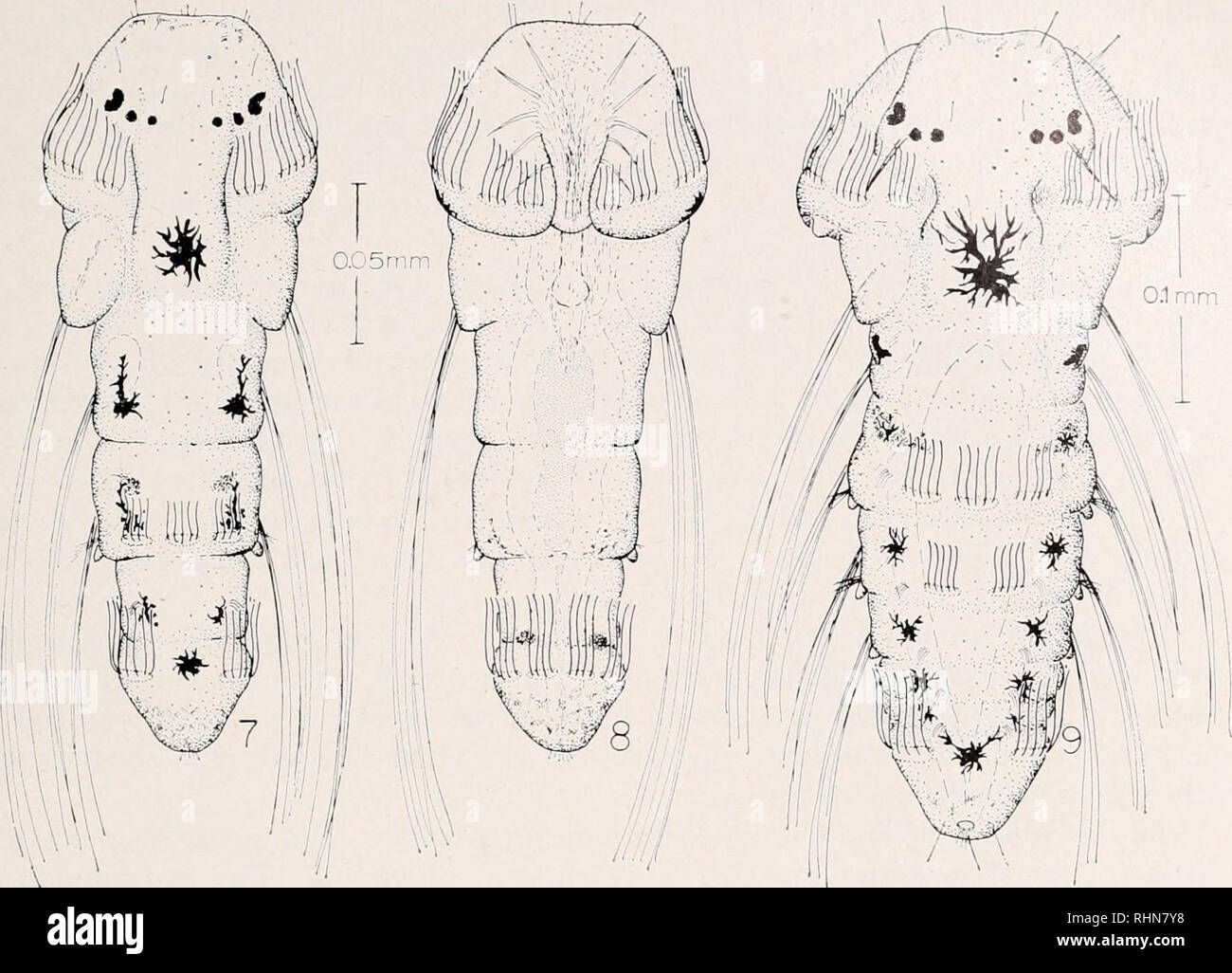 . The Biological bulletin. Biology; Zoology; Biology; Marine Biology ...