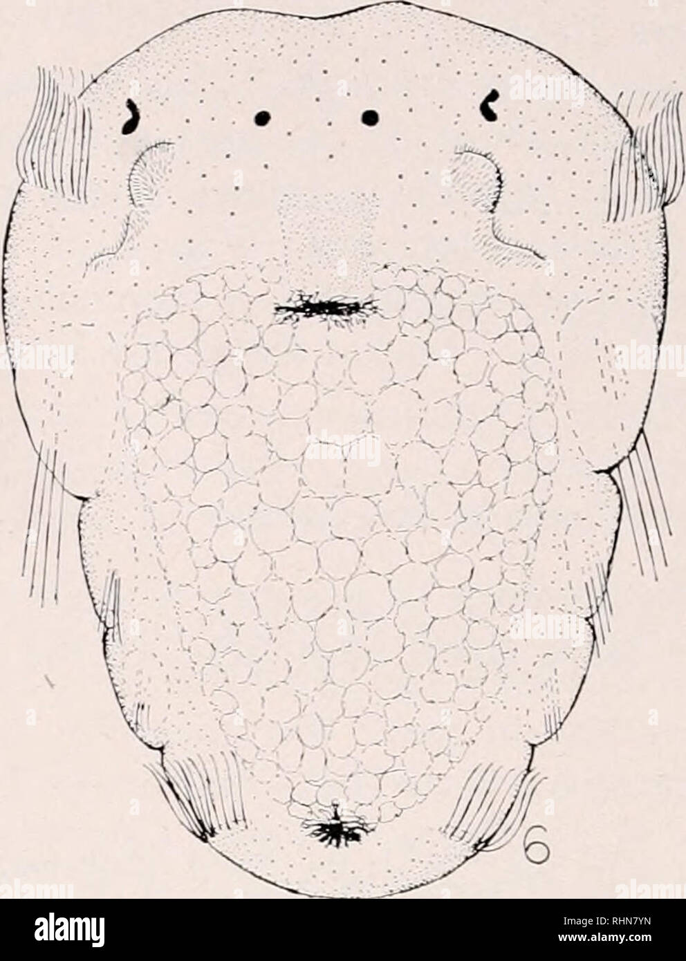 . The Biological bulletin. Biology; Zoology; Biology; Marine Biology. 6 ...