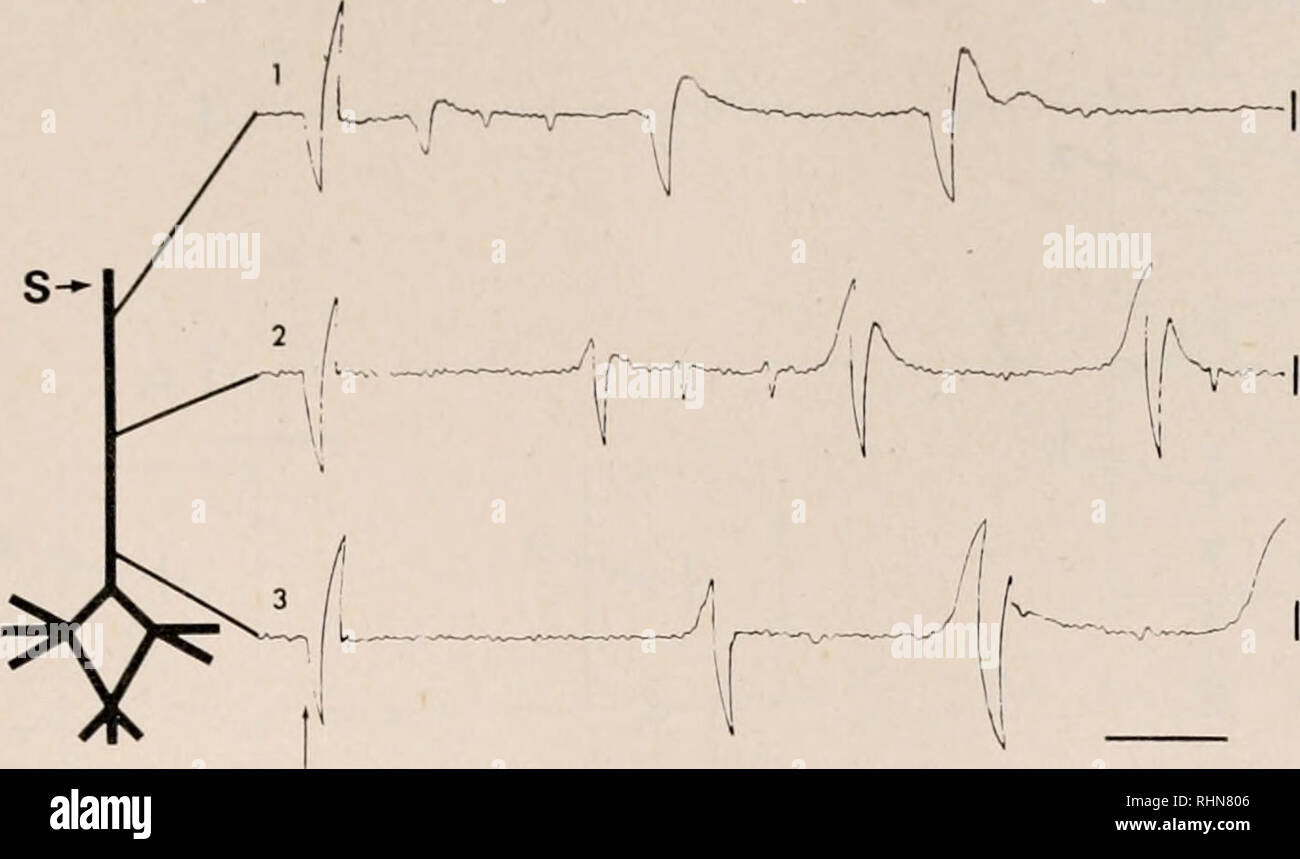 . The Biological bulletin. Biology; Zoology; Biology; Marine Biology ...