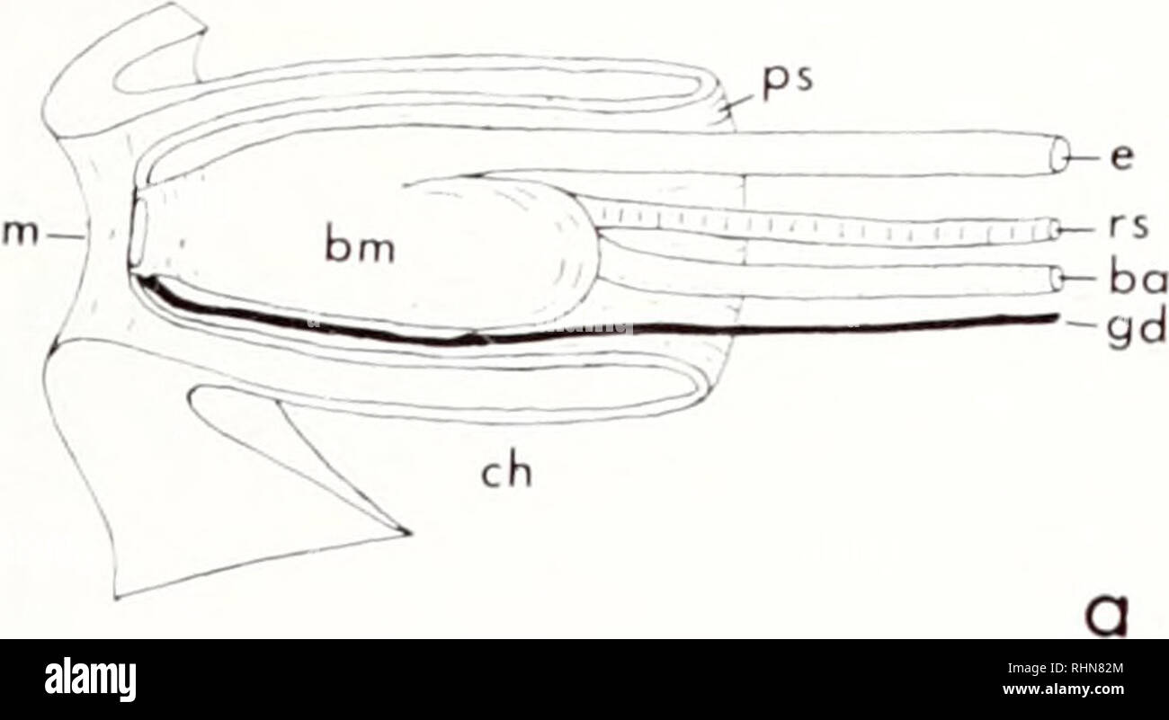 . The Biological bulletin. Biology; Zoology; Biology; Marine Biology ...