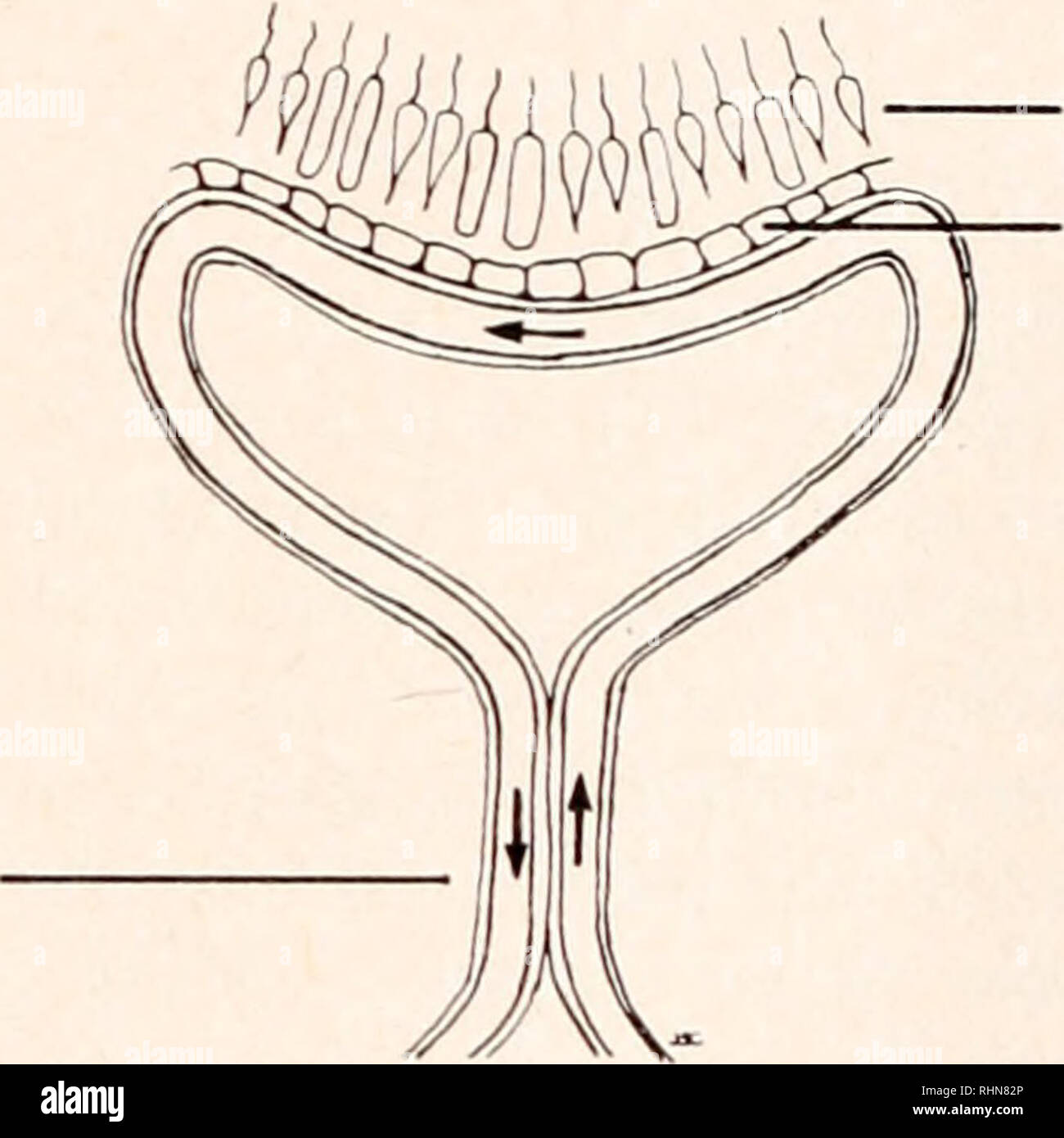 . The Biological bulletin. Biology; Zoology; Biology; Marine Biology ...