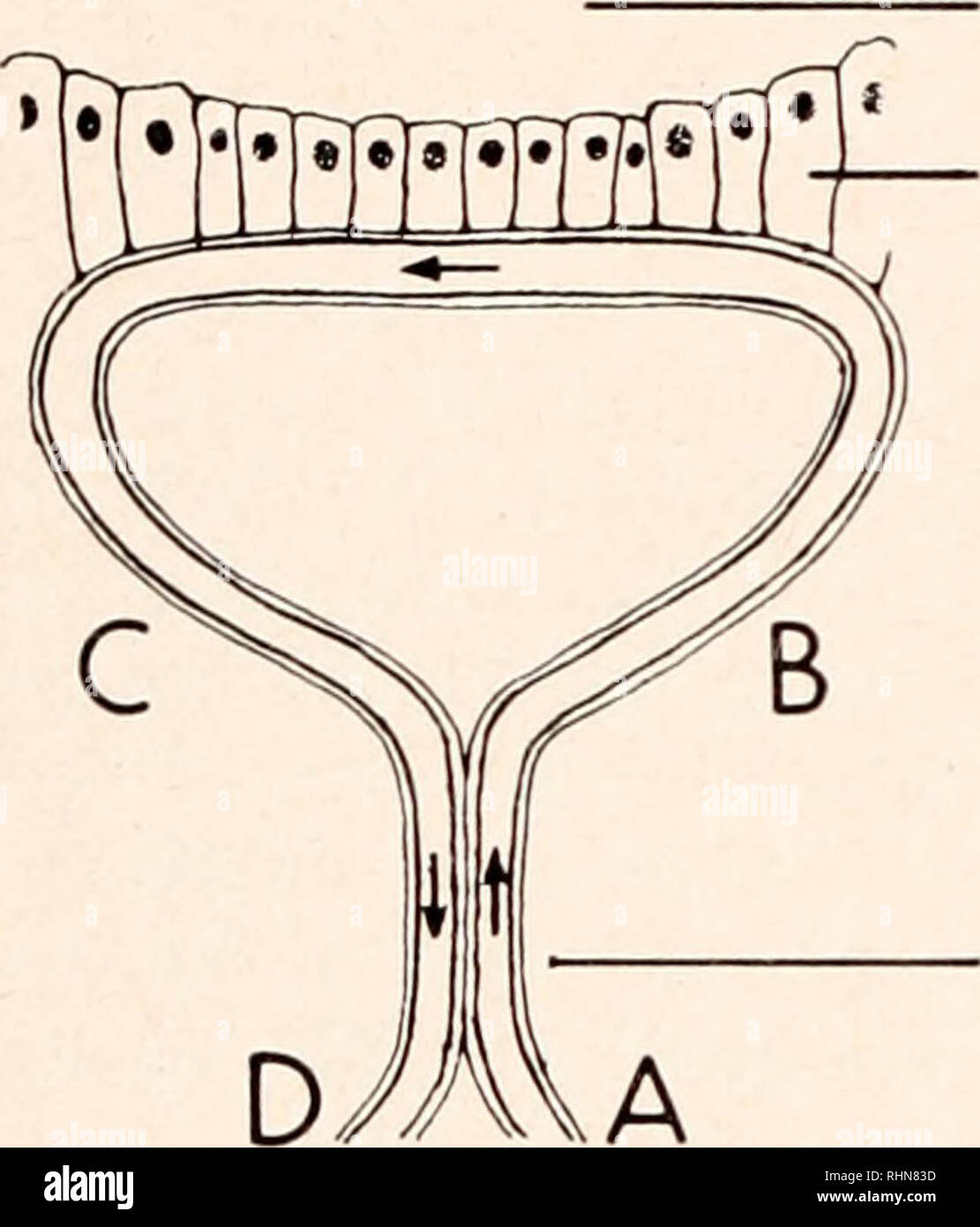 Pigment cell fish hi-res stock photography and images - Alamy