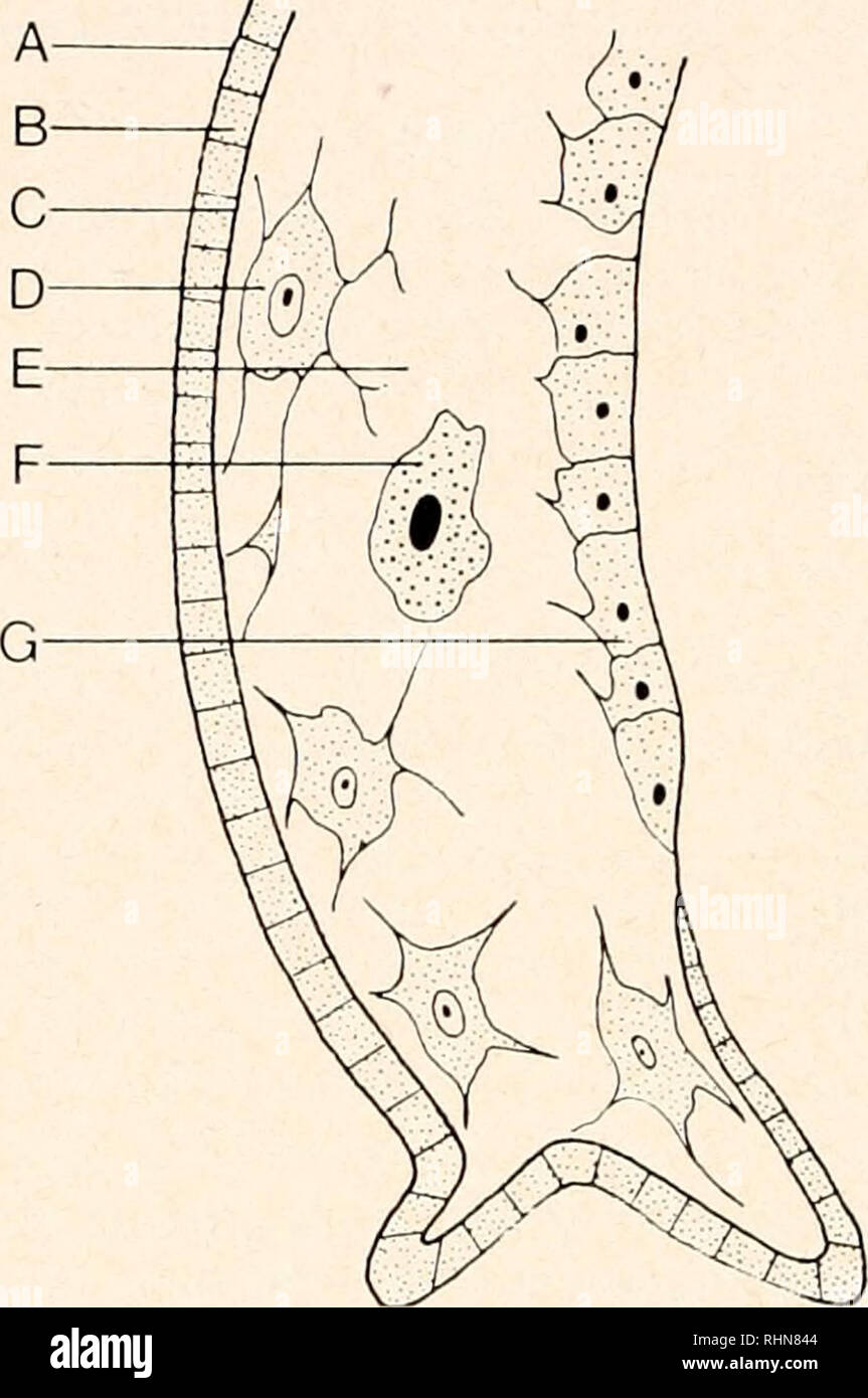 . The Biological bulletin. Biology; Zoology; Biology; Marine Biology ...