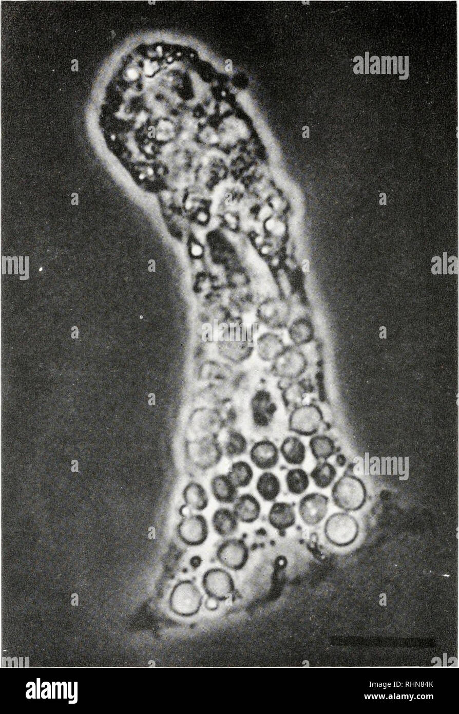 Symbiotic cells hi-res stock photography and images - Alamy