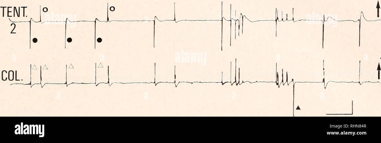 . The Biological bulletin. Biology; Zoology; Biology; Marine Biology ...