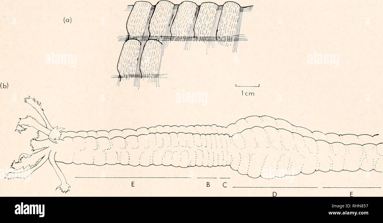 . The Biological bulletin. Biology; Zoology; Biology; Marine Biology ...