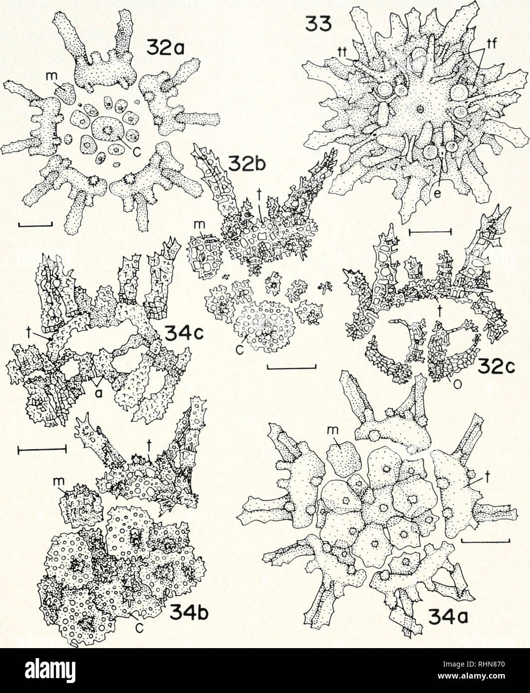 . The Biological bulletin. Biology; Zoology; Biology; Marine Biology ...