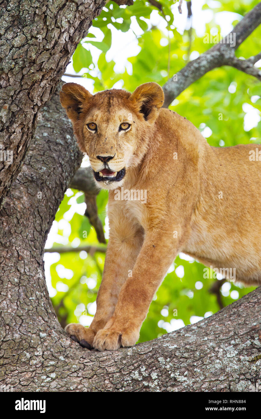 Close up of a beautiful lion with wild eyes climbing in tree in Africa ...