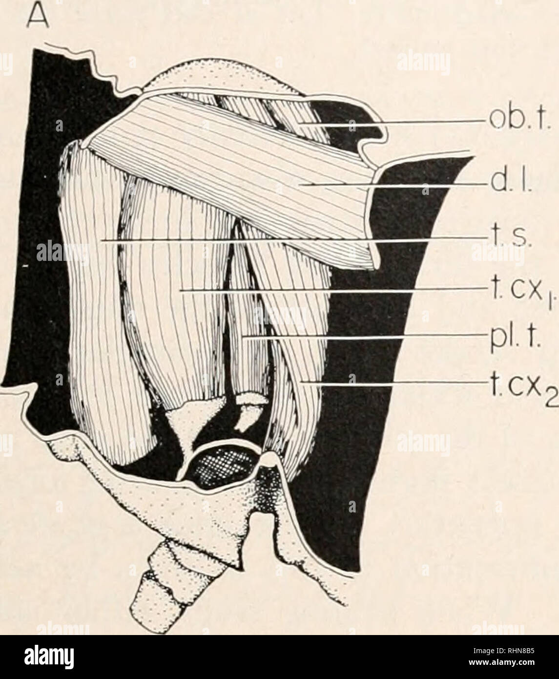 Singing muscles hi-res stock photography and images - Alamy