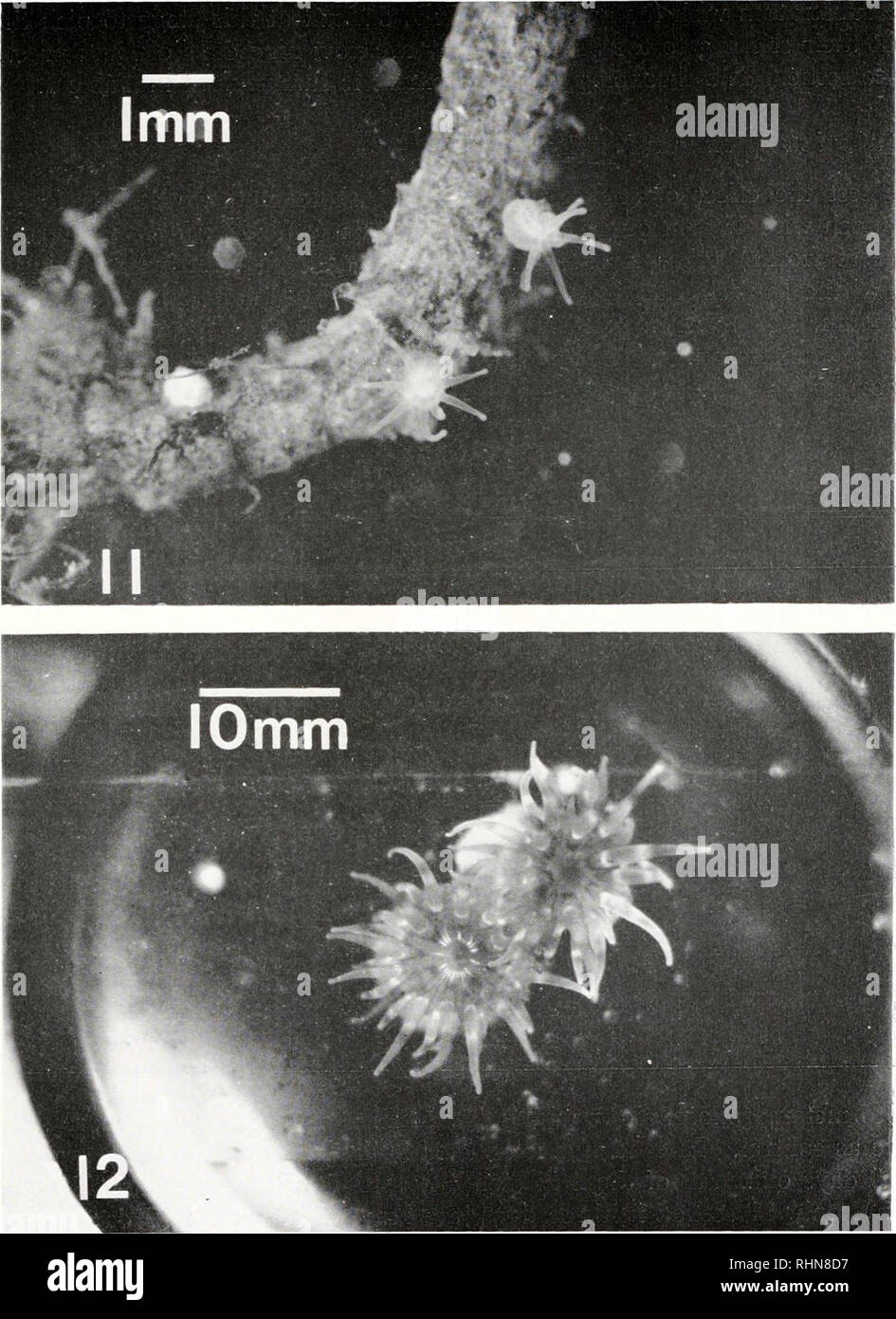 . The Biological bulletin. Biology; Zoology; Biology; Marine Biology ...