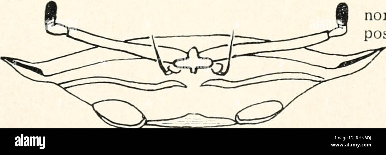 Crab eyestalk hi-res stock photography and images - Alamy