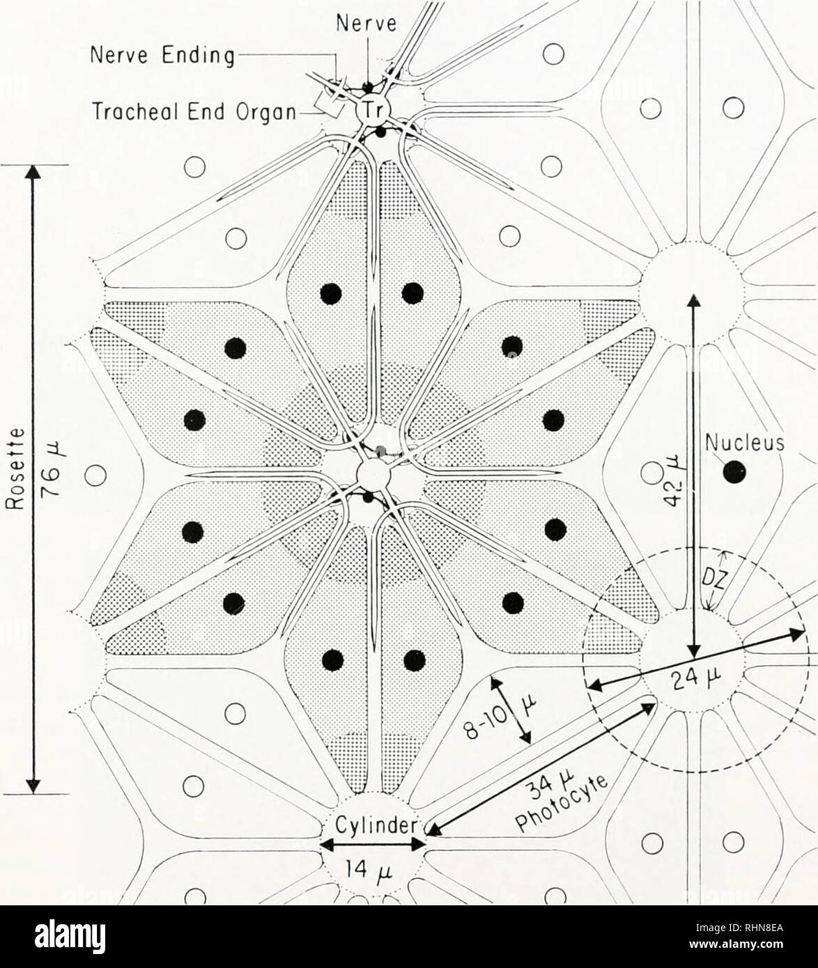 Photocyte hi-res stock photography and images - Alamy