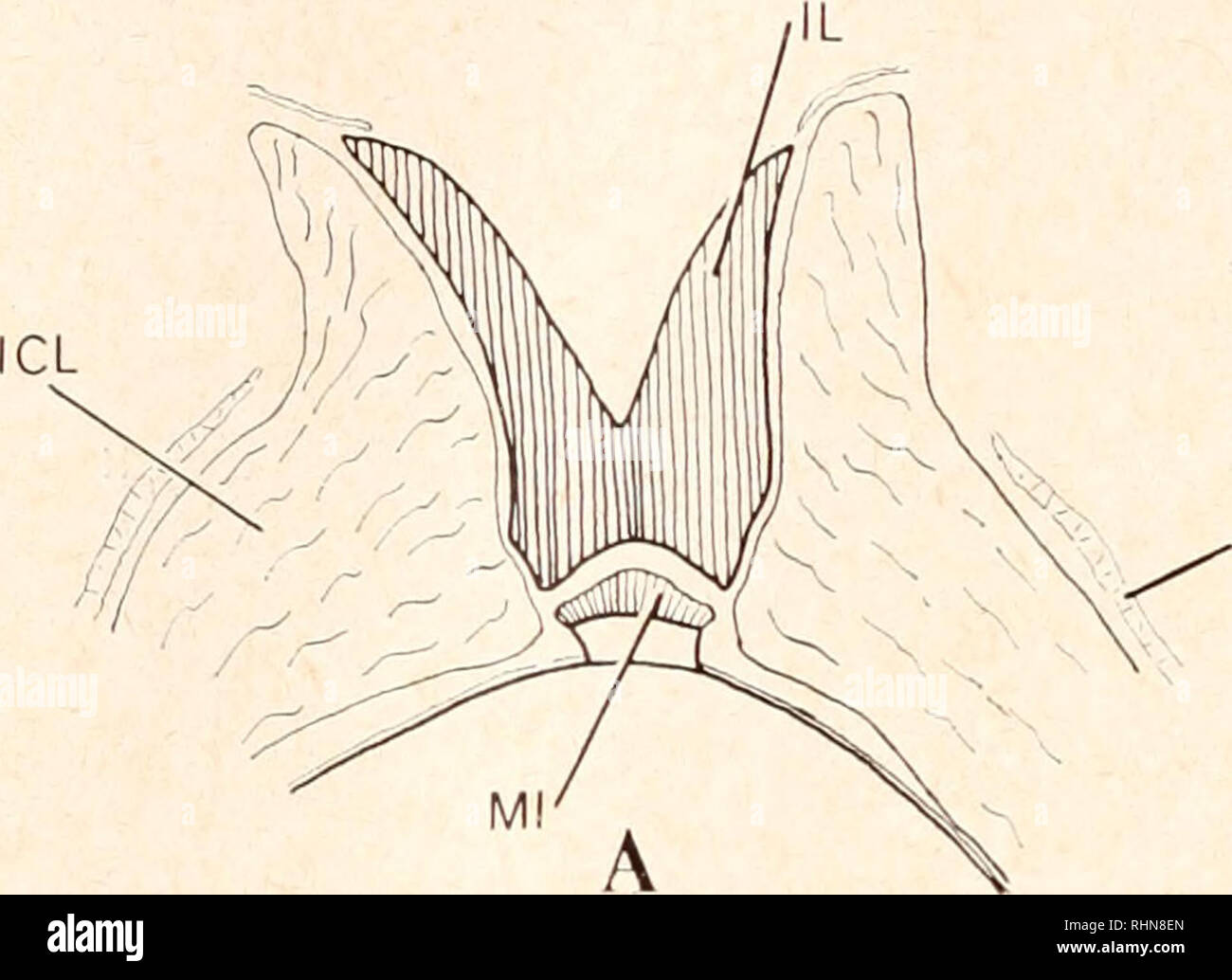 . The Biological bulletin. Biology; Zoology; Biology; Marine Biology ...