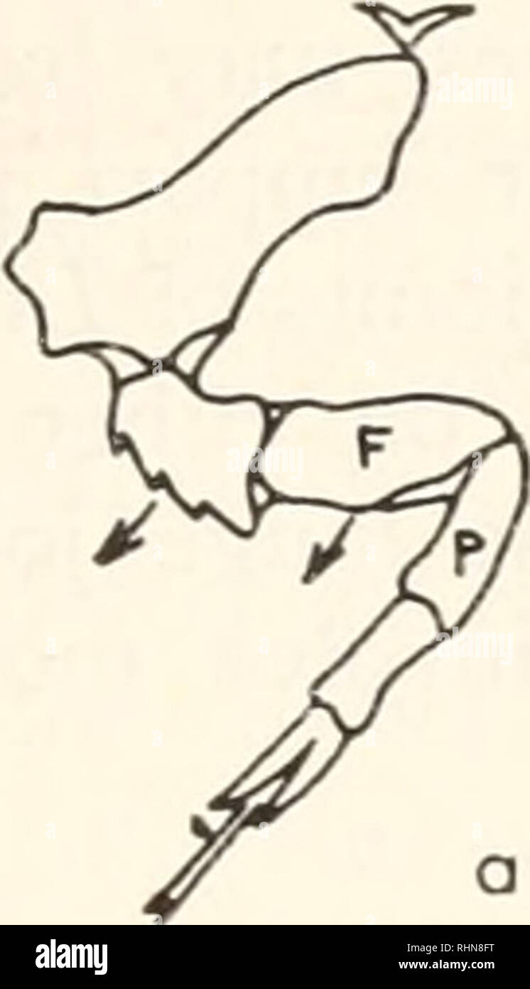 . The Biological bulletin. Biology; Zoology; Biology; Marine Biology ...