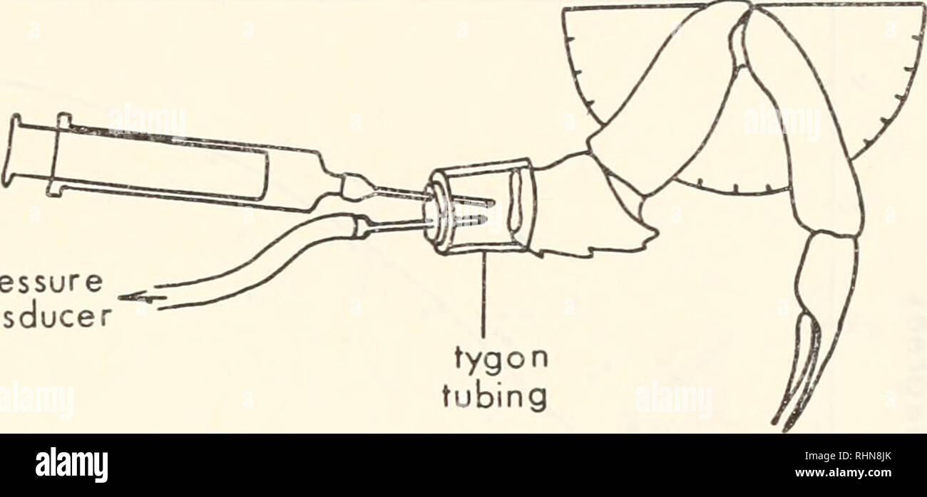 Haemocoel hi-res stock photography and images - Alamy