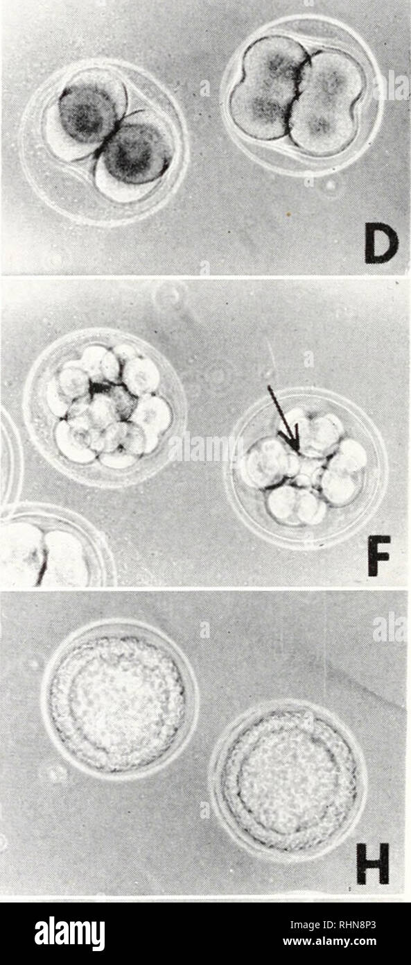 . The Biological bulletin. Biology; Zoology; Biology; Marine Biology ...