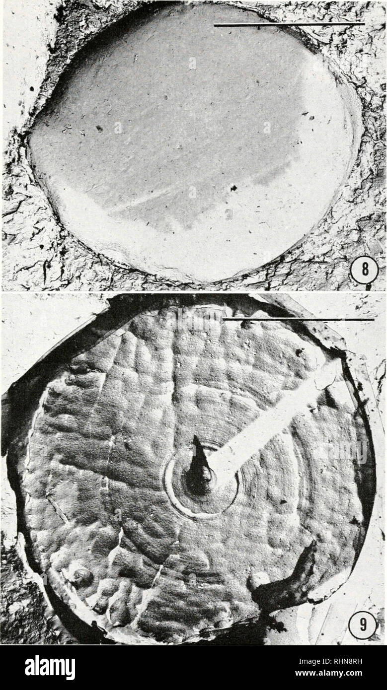 . The Biological bulletin. Biology; Zoology; Biology; Marine Biology ...
