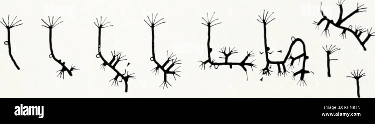 . The Biological bulletin. Biology; Zoology; Biology; Marine Biology ...