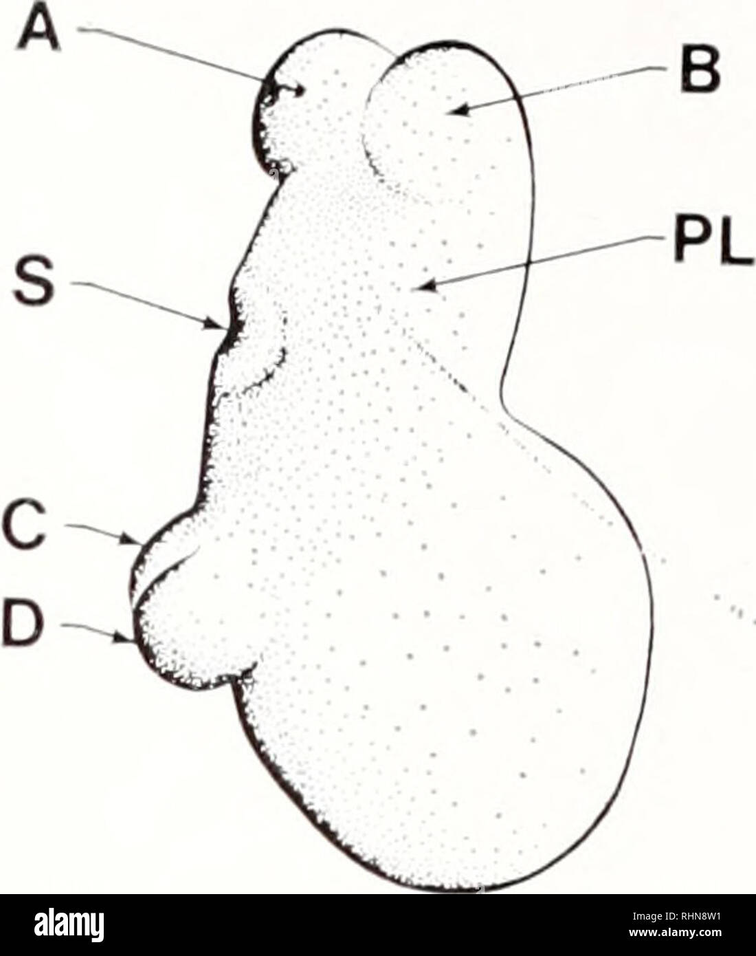 . The Biological bulletin. Biology; Zoology; Biology; Marine Biology ...