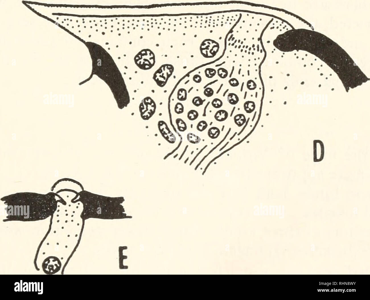 . The Biological bulletin. Biology; Zoology; Biology; Marine Biology ...