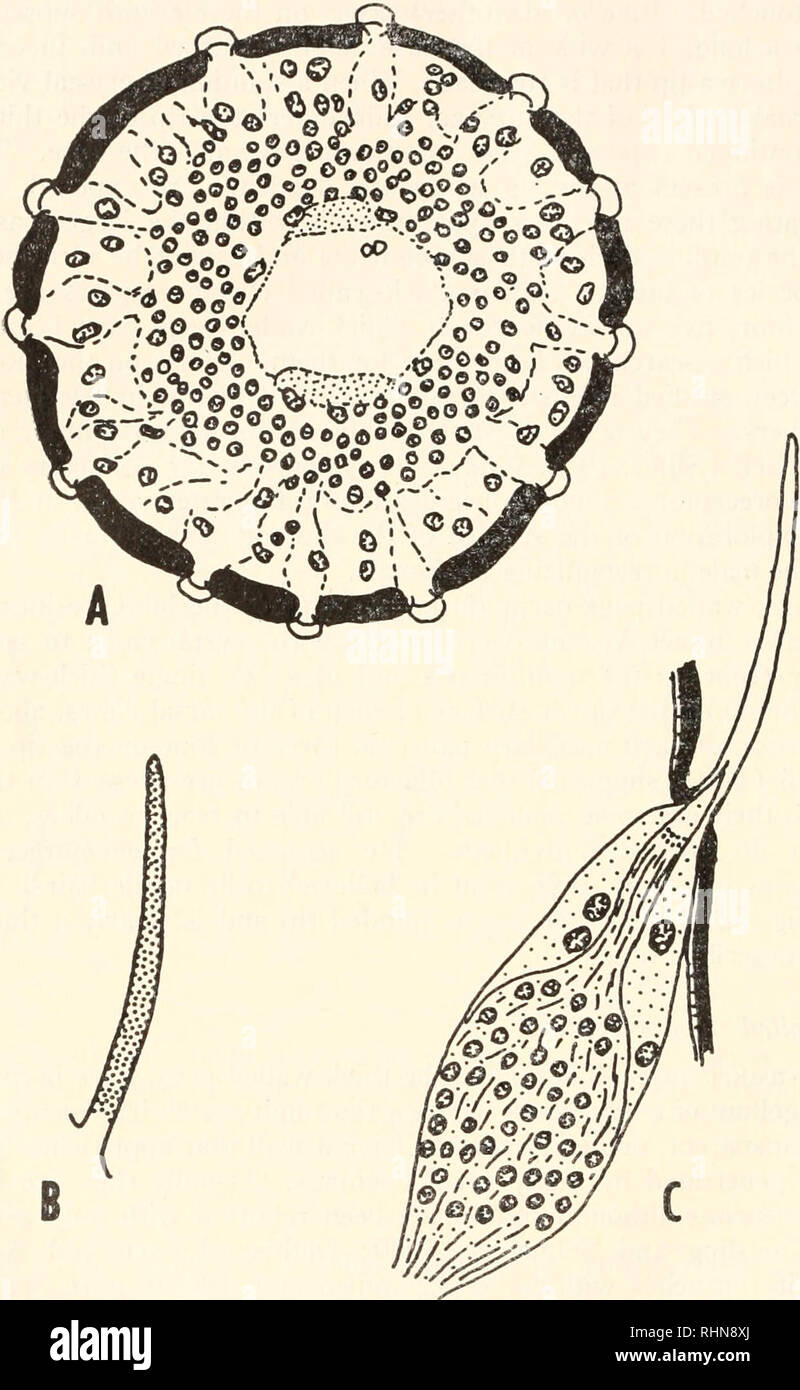 Flagellum cross section hi-res stock photography and images - Alamy