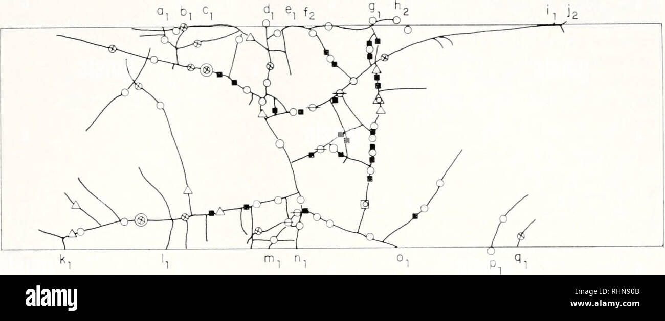 Gonangium hi-res stock photography and images - Alamy