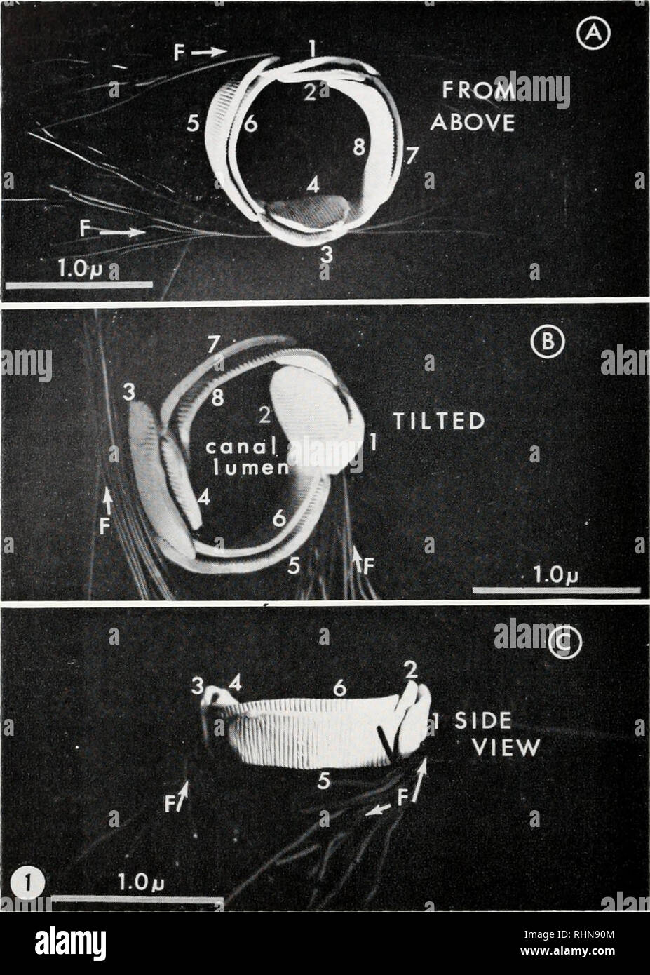 . The Biological bulletin. Biology; Zoology; Biology; Marine Biology ...