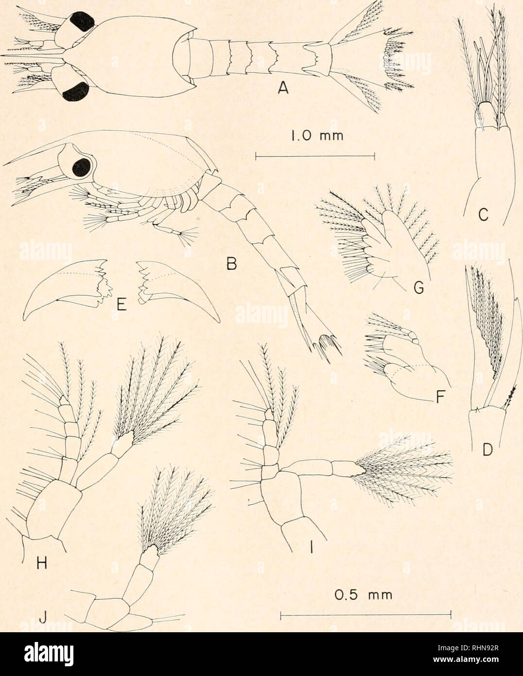 . The Biological bulletin. Biology; Zoology; Biology; Marine Biology ...