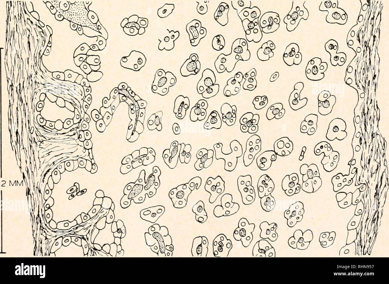 . The Biological bulletin. Biology; Zoology; Biology; Marine Biology ...