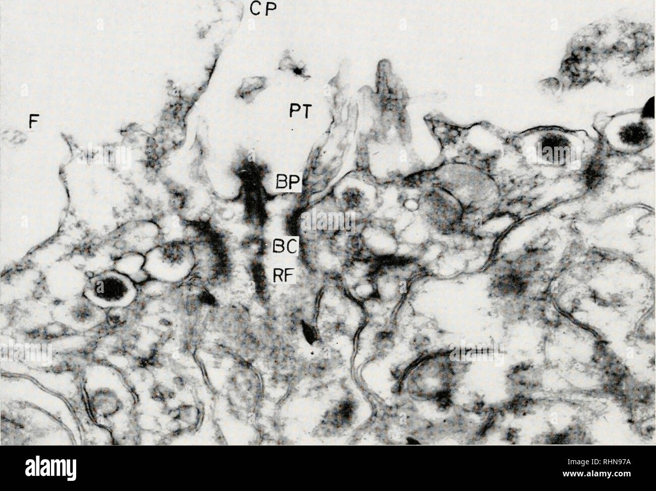 . The Biological bulletin. Biology; Zoology; Biology; Marine Biology ...