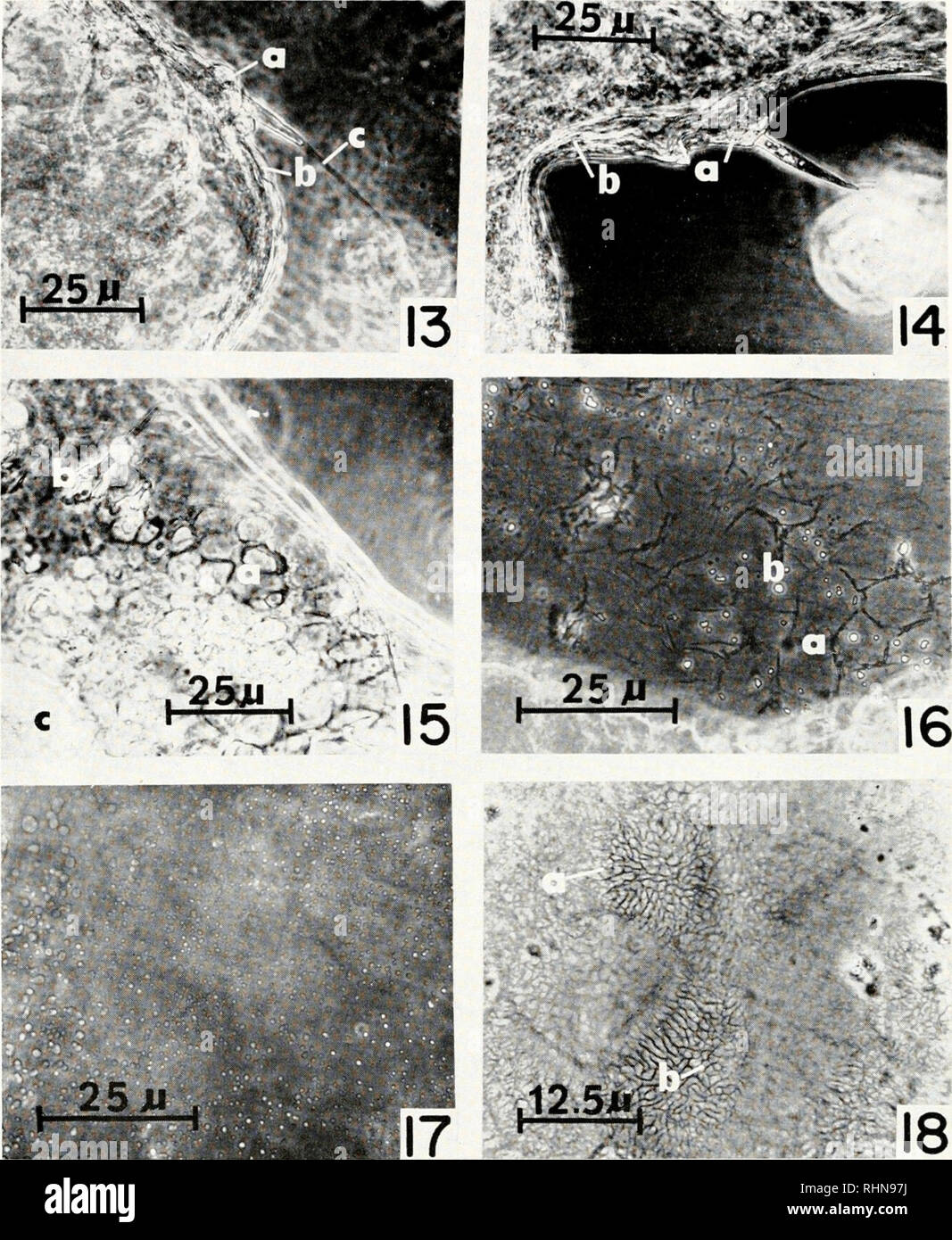 . The Biological bulletin. Biology; Zoology; Biology; Marine Biology ...