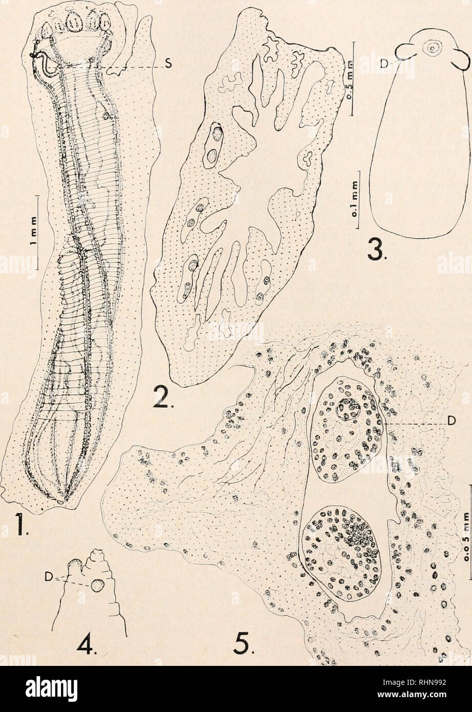 . The Biological bulletin. Biology; Zoology; Biology; Marine Biology ...