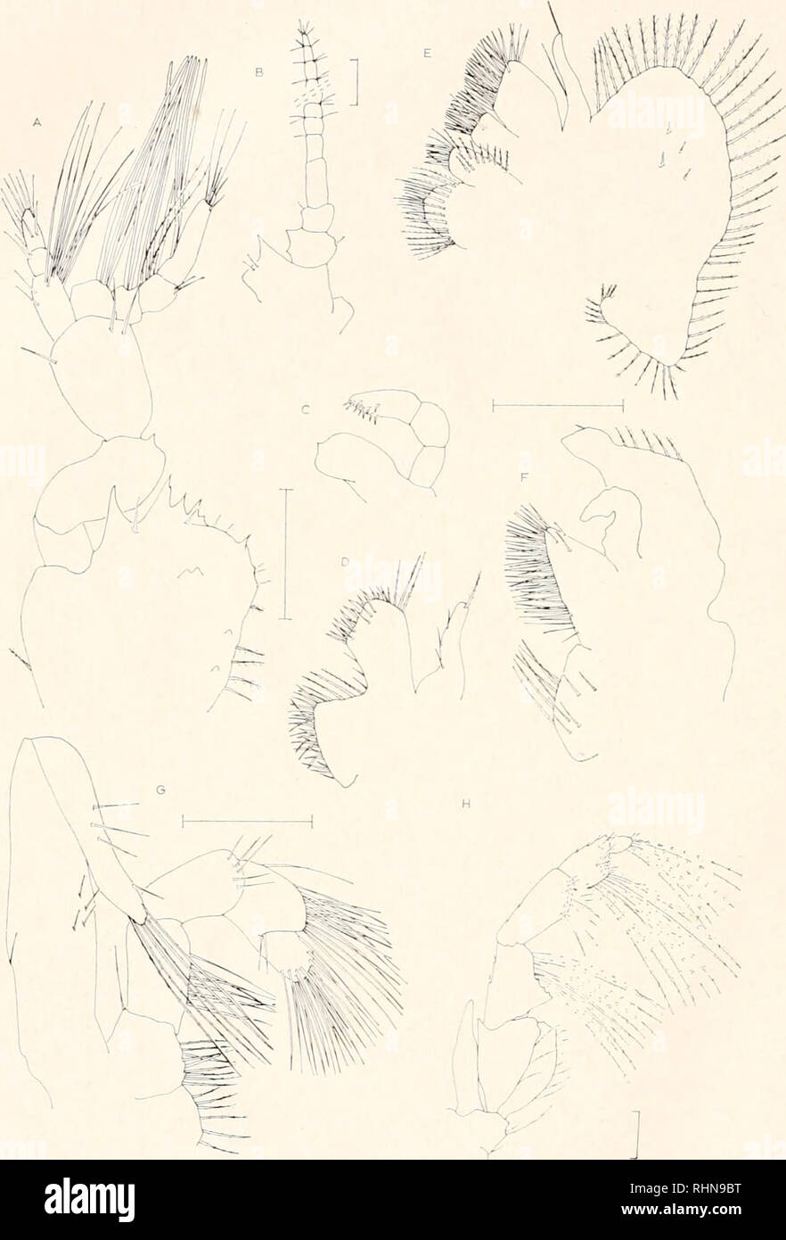 . The Biological bulletin. Biology; Zoology; Biology; Marine Biology ...