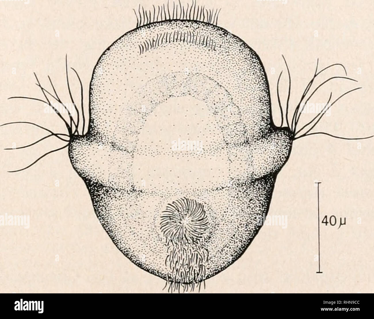 Glycera hi-res stock photography and images - Alamy